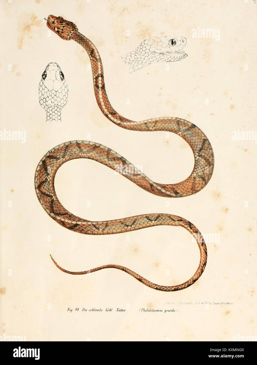 Illustration Plate 56 from a vertebrate zoology atlas, showing animal ...