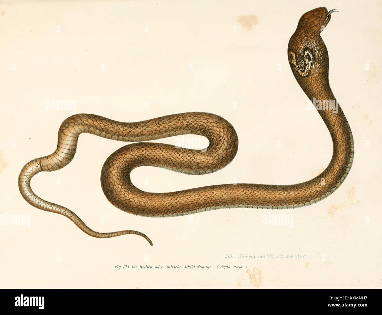 Illustration from a scientific atlas depicting vertebrate species ...