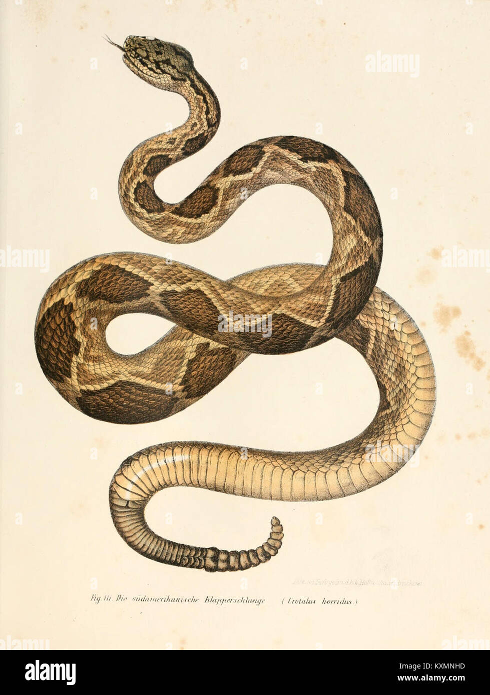 Bilder-Atlas zur wissenschaftlich-populären Naturgeschichte der ...