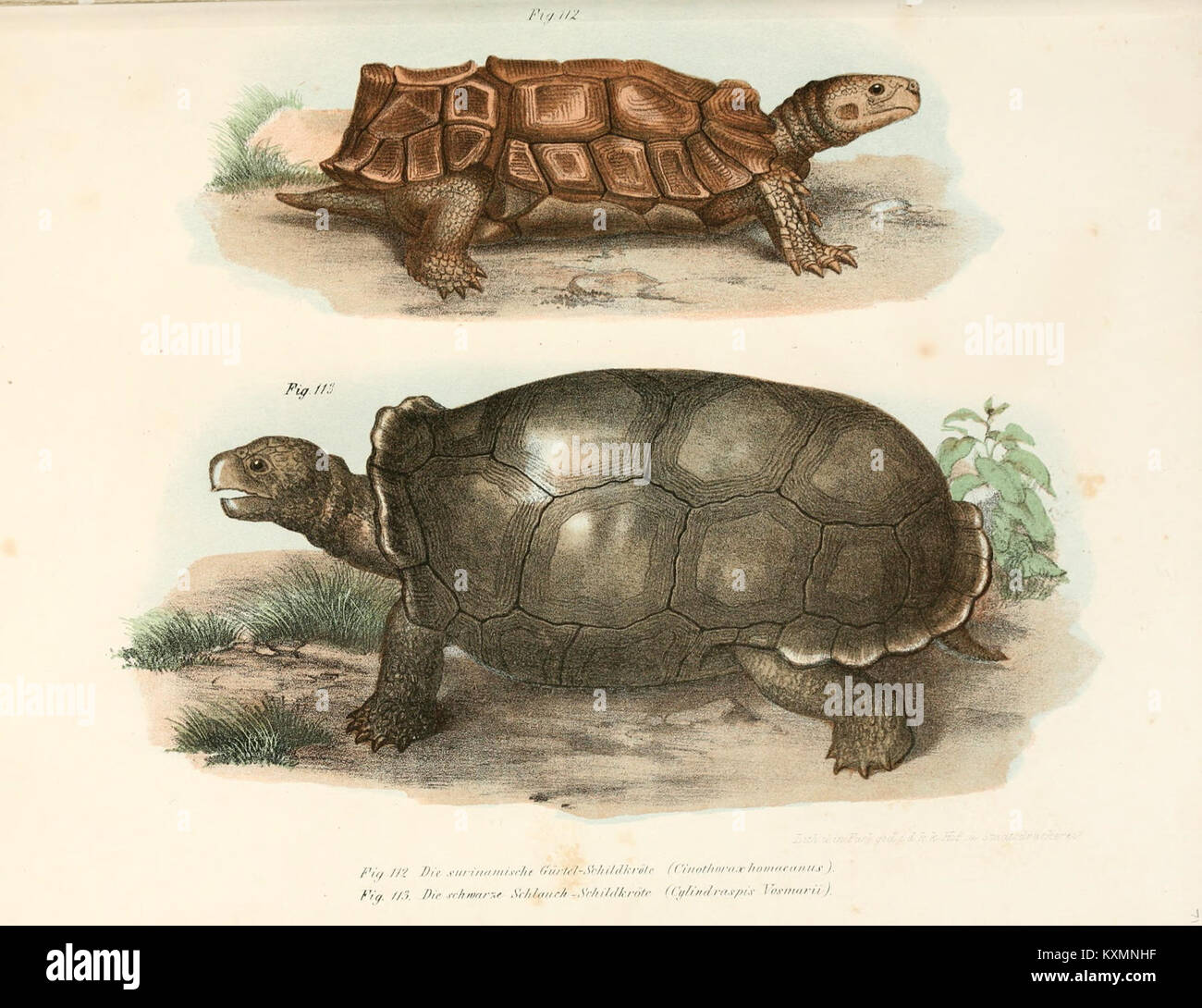 The 'Bilder-Atlas' illustrates vertebrate species with anatomical and ...