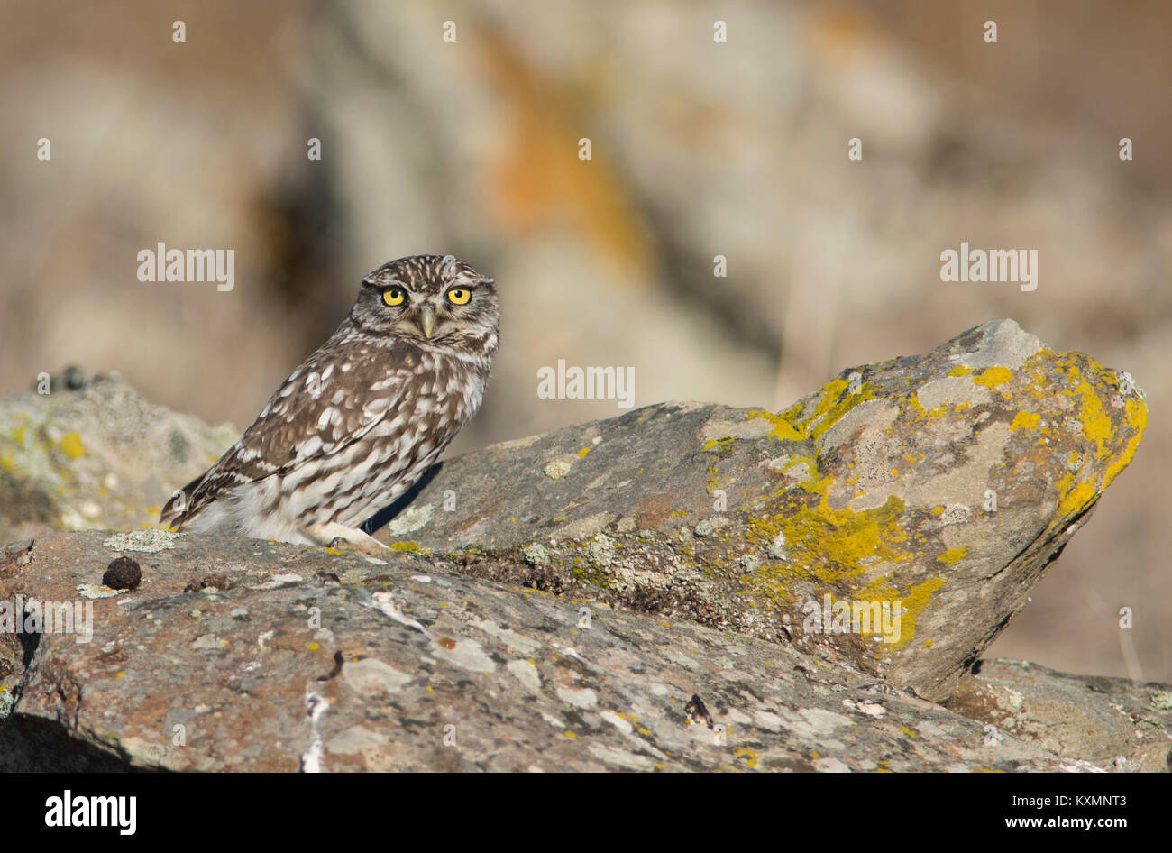 Owls in portugal hi-res stock photography and images - Alamy