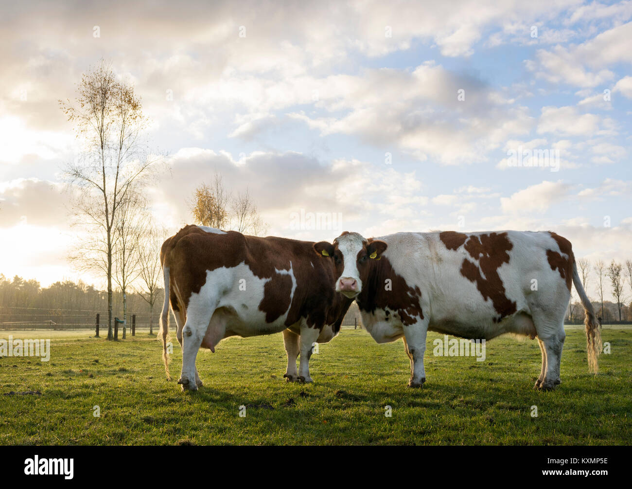 Portrait of two domestic cows in field Stock Photo - Alamy