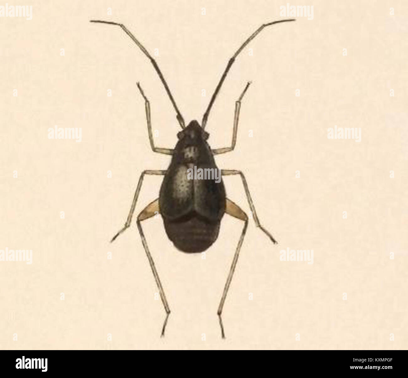 The 'Biologia Centrali-Americana' features Calocoris canus, a species ...
