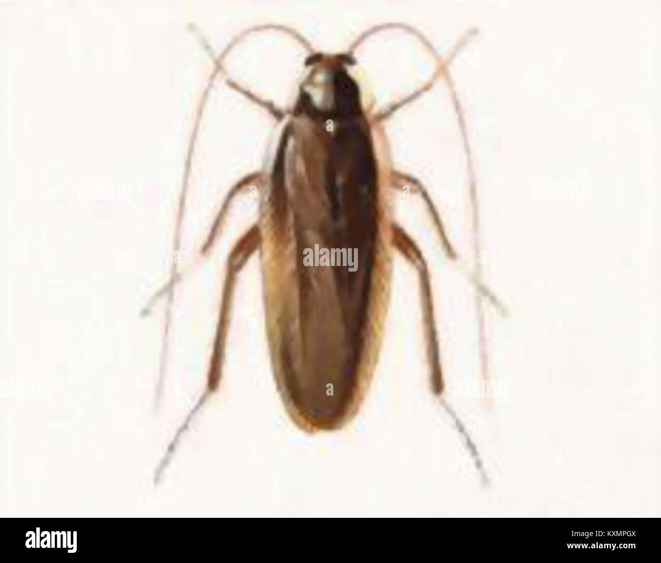 Central specimen highlights hi-res stock photography and images - Alamy