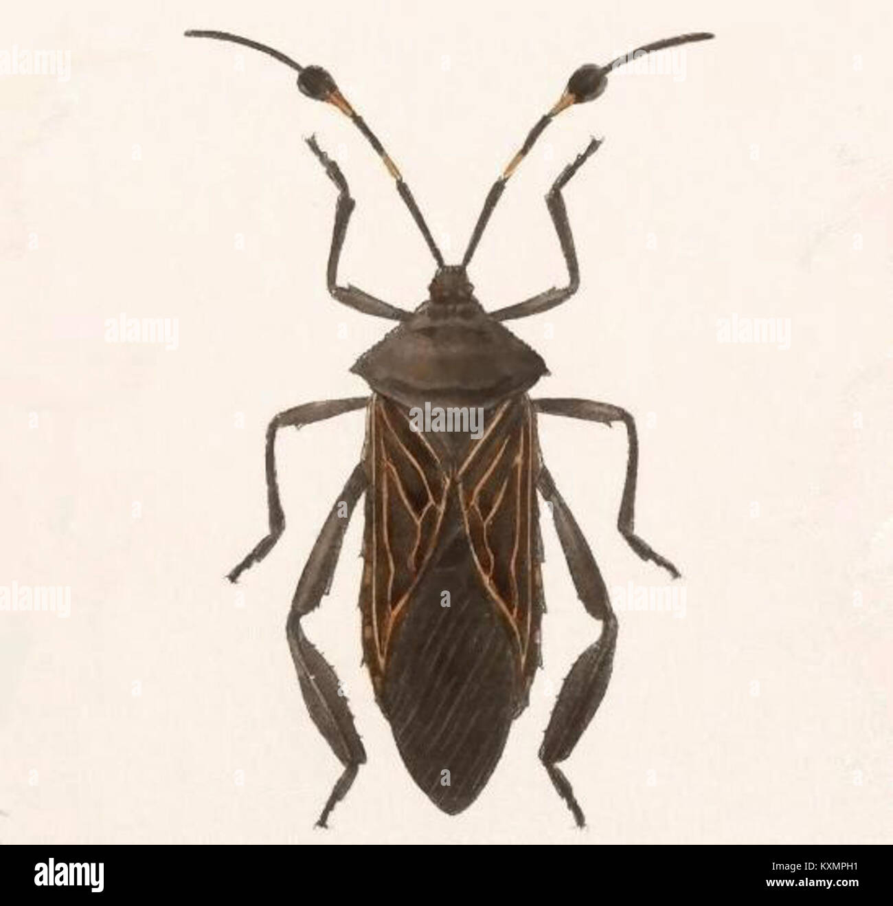 Biologia Centrali-Americana - Thasus acutangulus (female Stock Photo ...