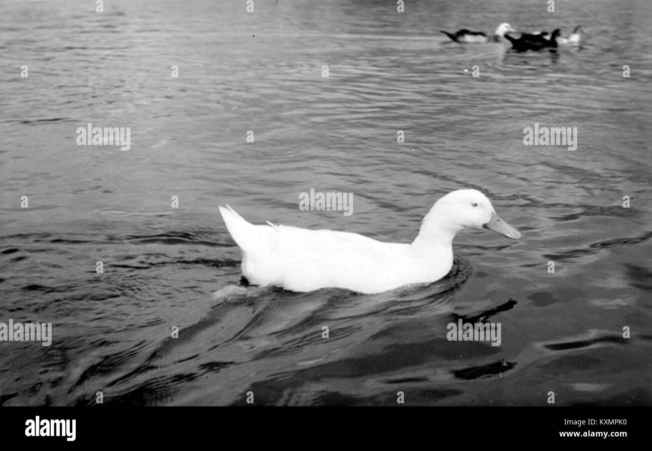 This image depicts a duck at Beaver Lake in Montreal, a notable urban ...
