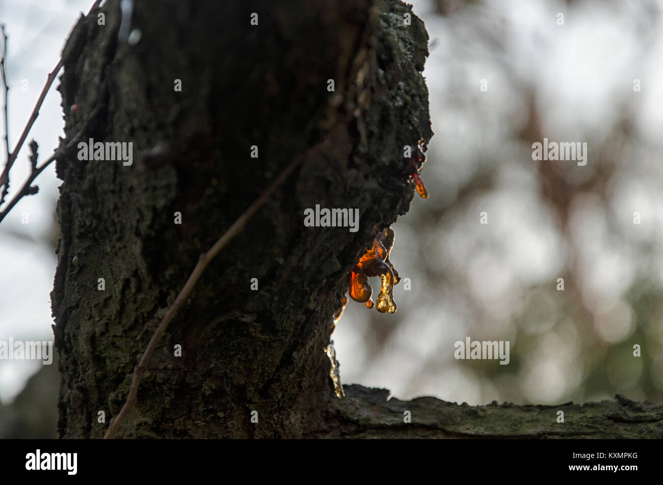 View of resin of a tree branch Stock Photo - Alamy