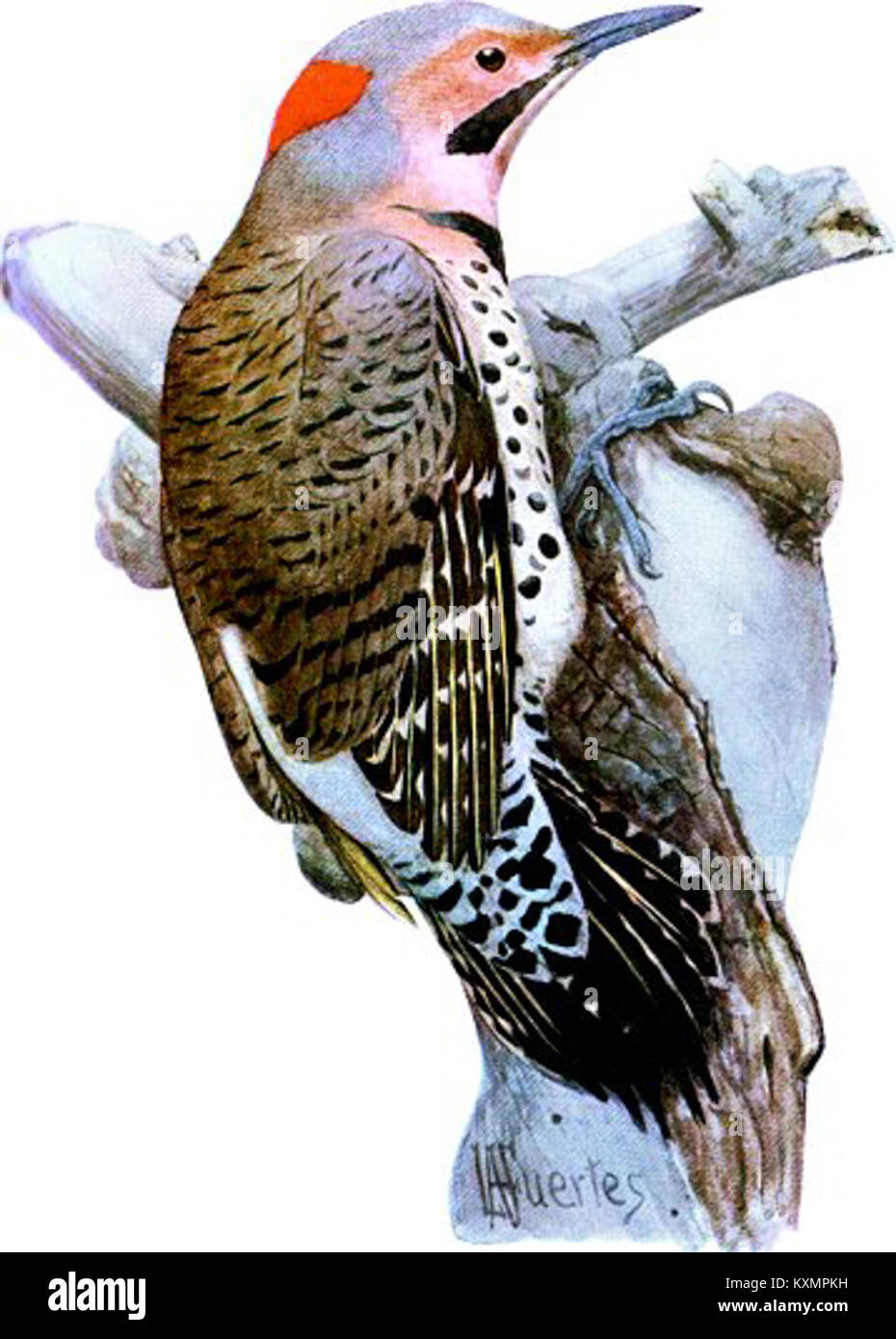 Bird Stories from Burroughs, Flicker Stock Photo - Alamy