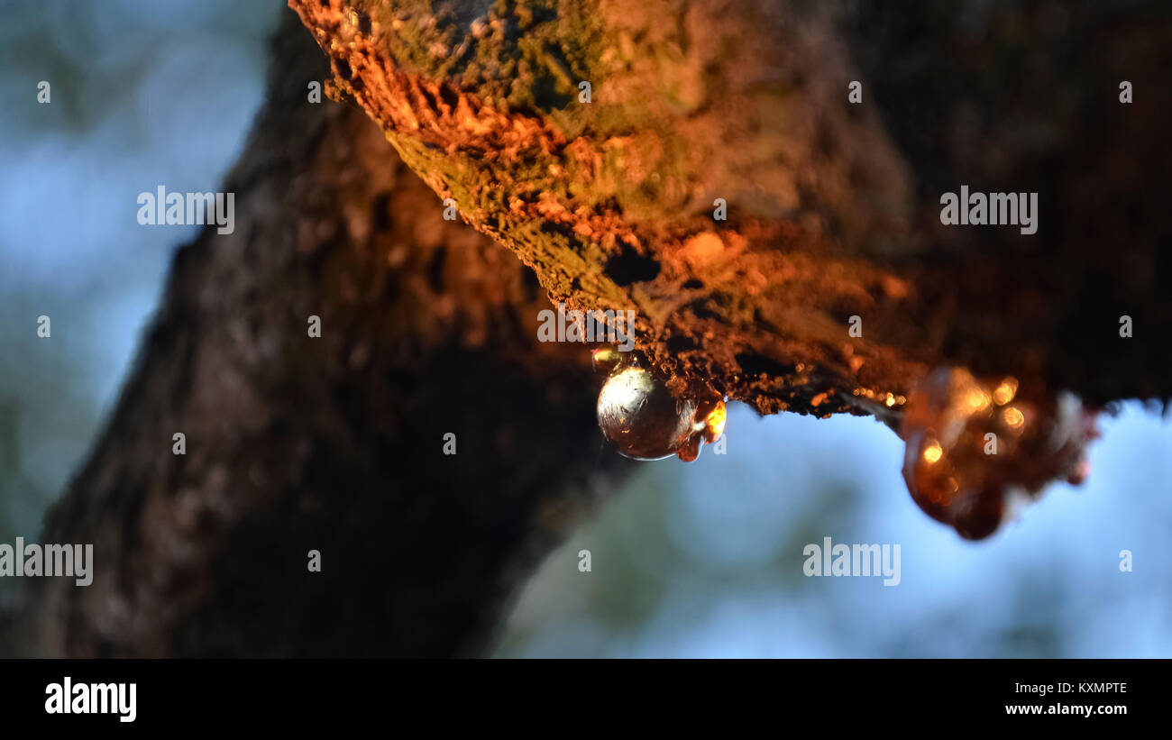 View of vegetable resin of a tree branch Stock Photo - Alamy