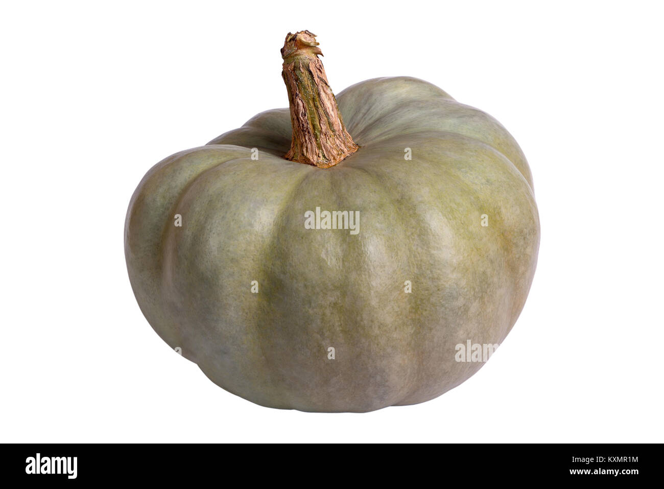 Green pumpkin stem hi-res stock photography and images - Alamy