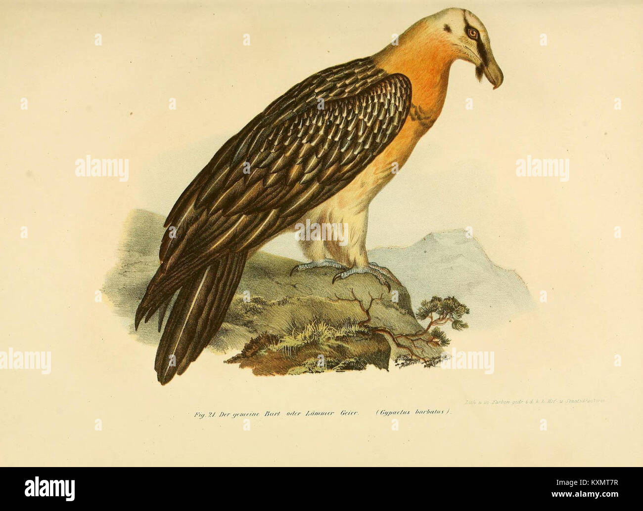 This illustrated atlas provides a scientific and popular overview of ...
