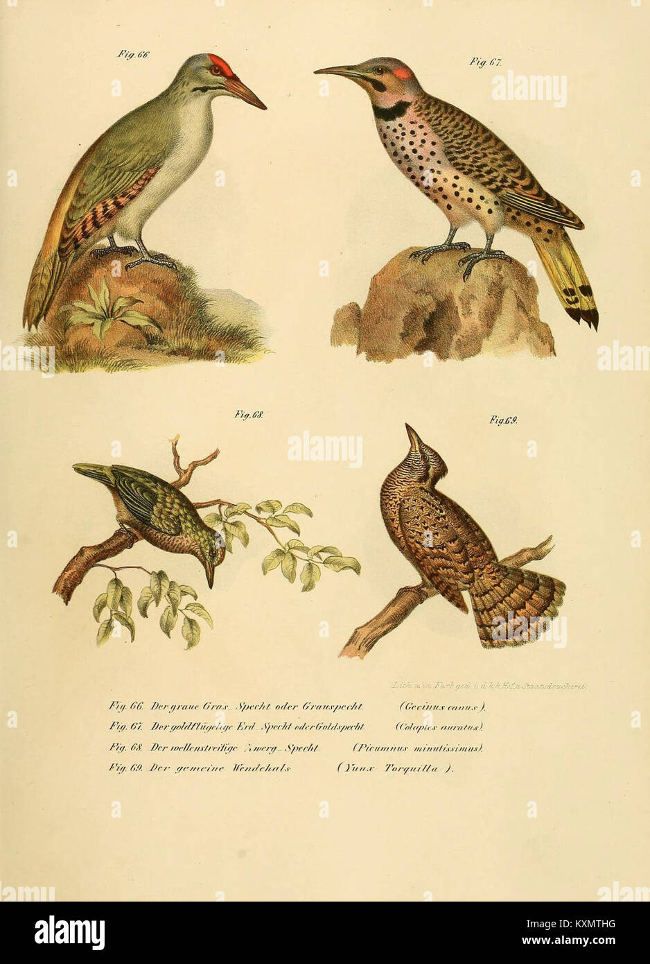 An image from the 'Bilder-atlas' detailing the scientific and popular ...