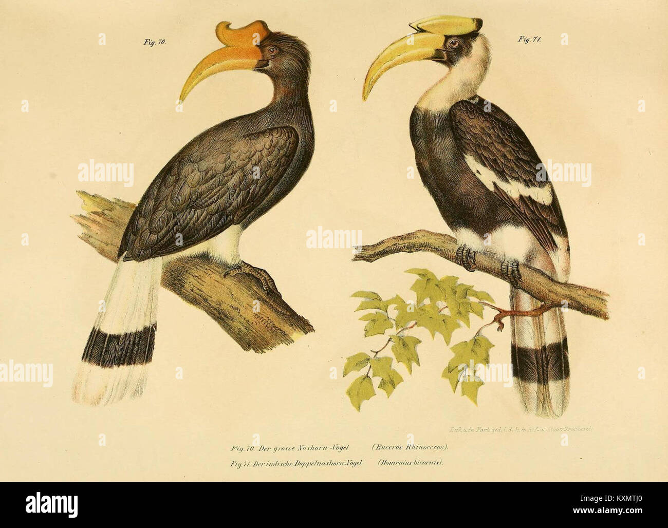 This illustrated atlas on the natural history of birds includes ...
