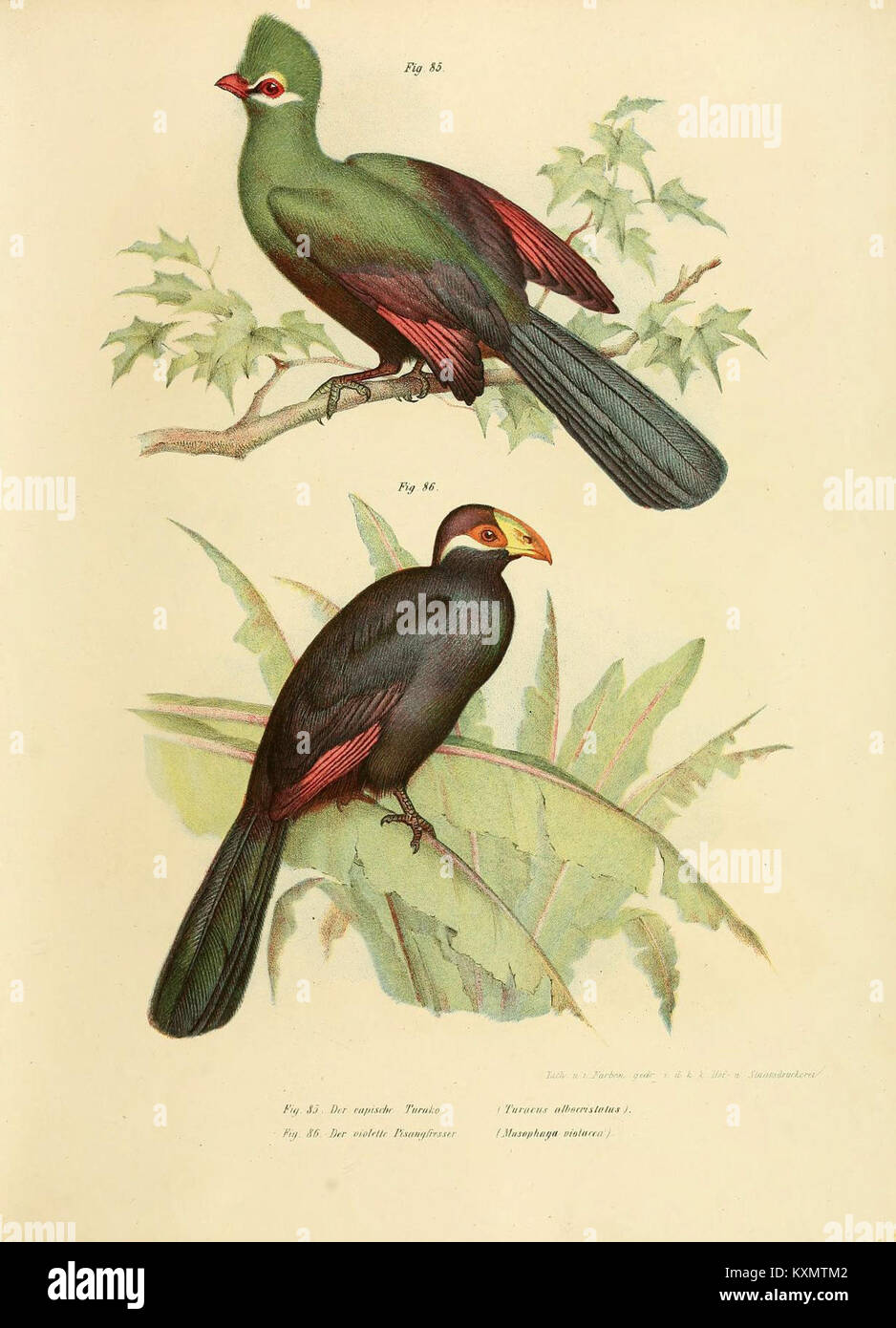 Biological classifications hi-res stock photography and images - Alamy