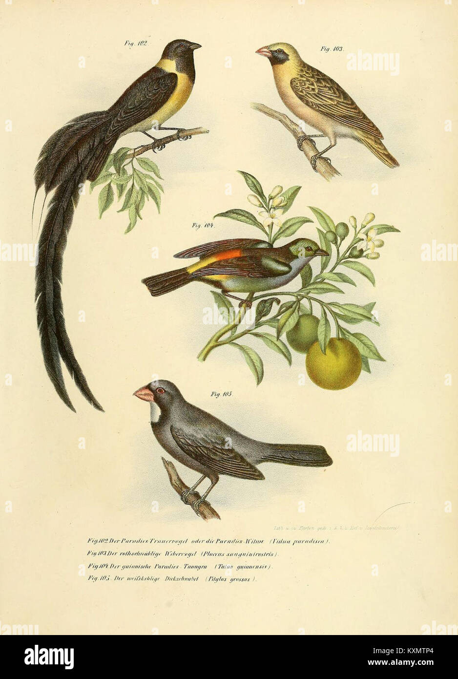 This scientific-popular bird atlas illustrates bird species in their ...