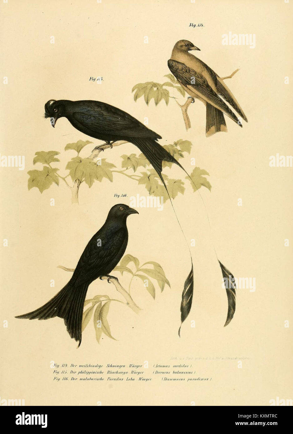 Detailed guide bird species hi-res stock photography and images - Alamy