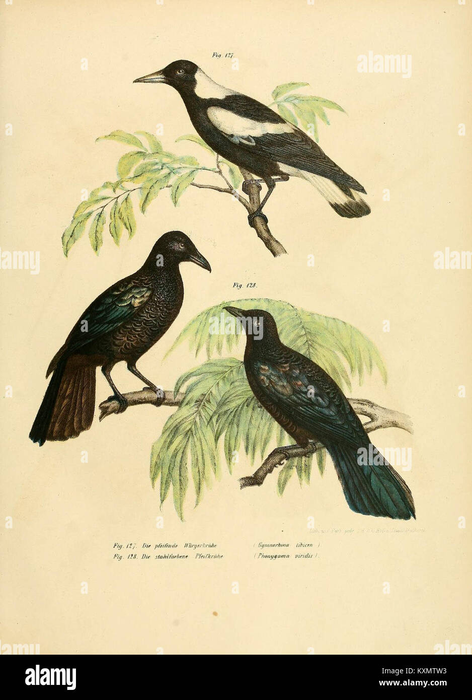 This image from the 'Bilder-Atlas' illustrates scientific and popular ...