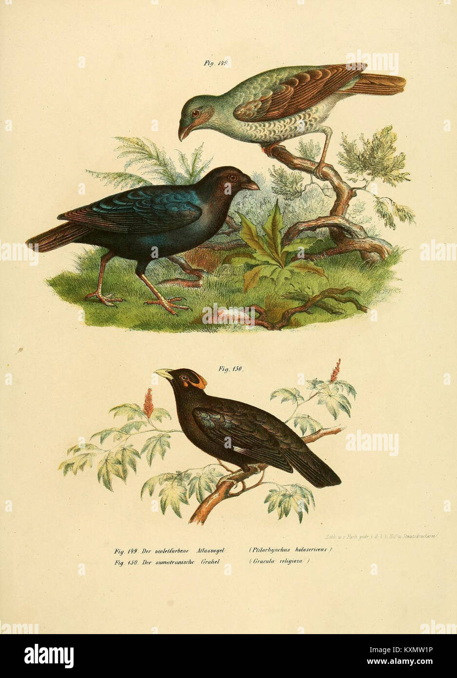 Illustrations from a scientific atlas of birds show detailed depictions ...