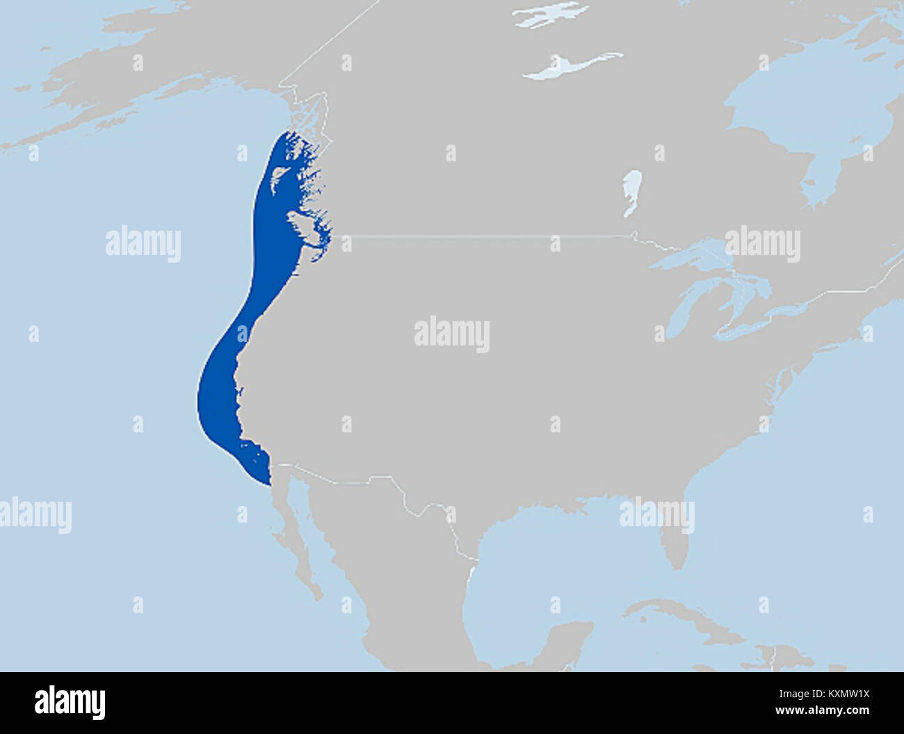 The Blackeye Goby (Rhinogobiops nicholsii) is a species of fish known ...