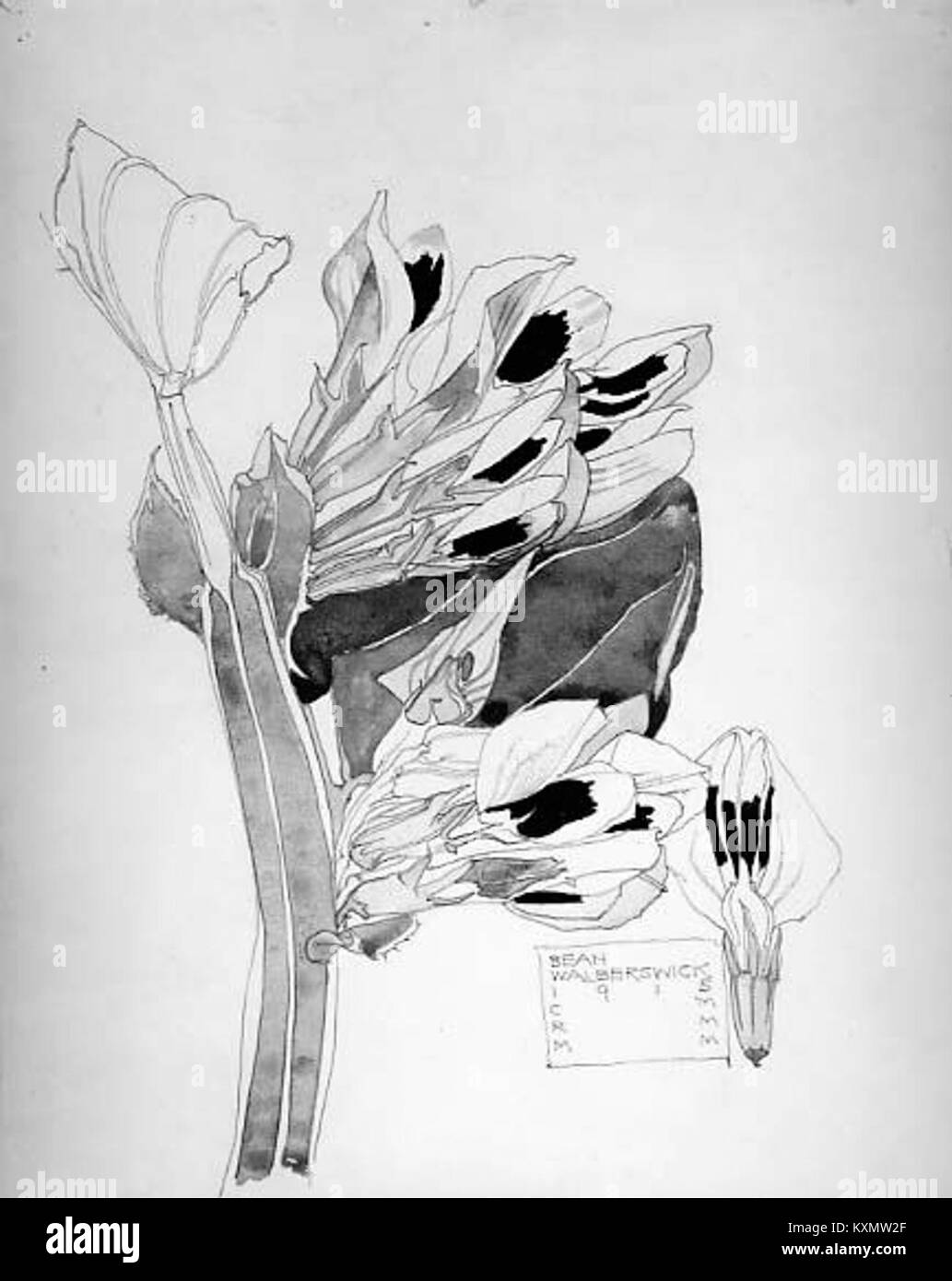 Stem characteristics Black and White Stock Photos & Images - Alamy