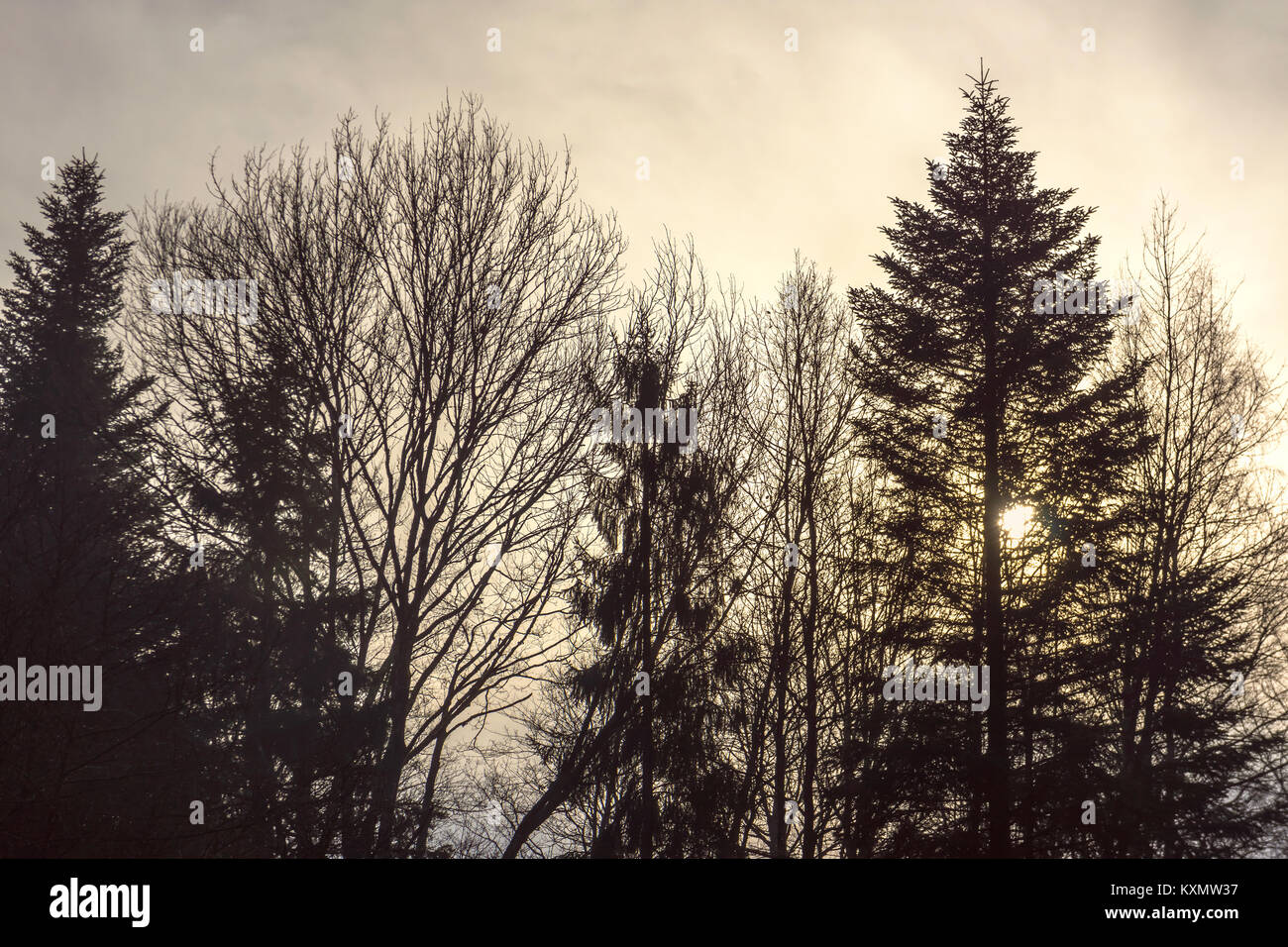 Landscape in winter with sun hi-res stock photography and images - Alamy