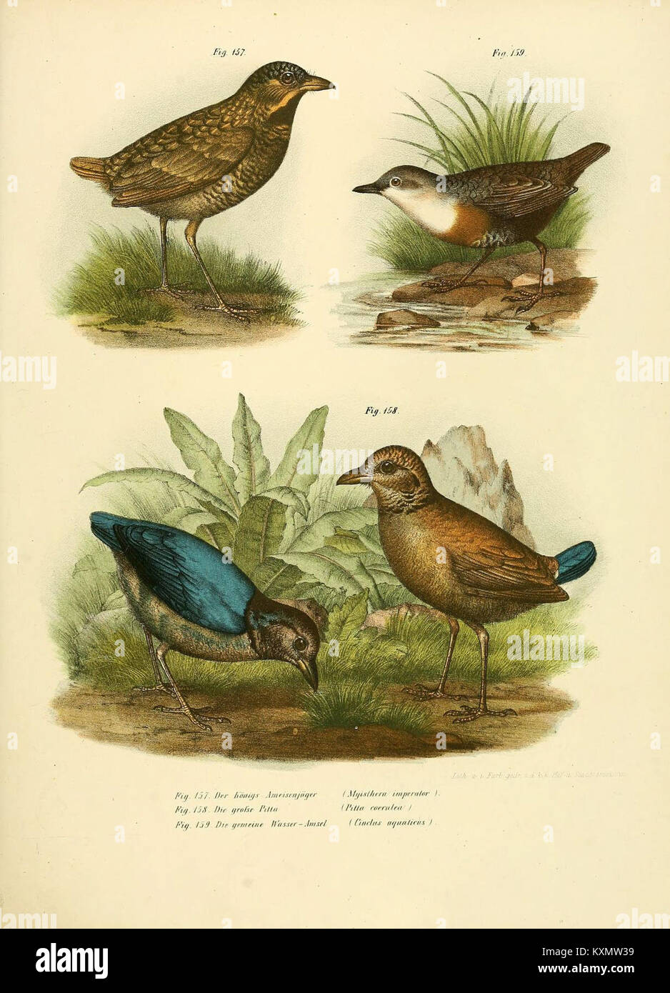 This image shows figures from the 'Picture Atlas for the Scientific ...