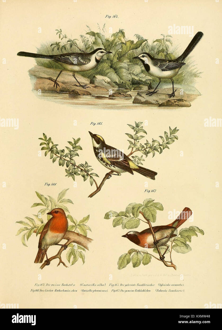 An illustrated bird atlas shows multiple bird species, their anatomy ...