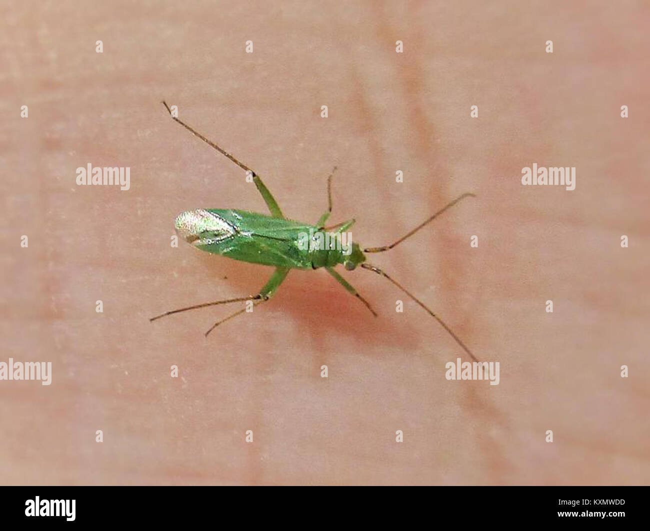 Blepharidopterus angulatus (Miridae sp.), Arnhem, the Netherlands Stock ...