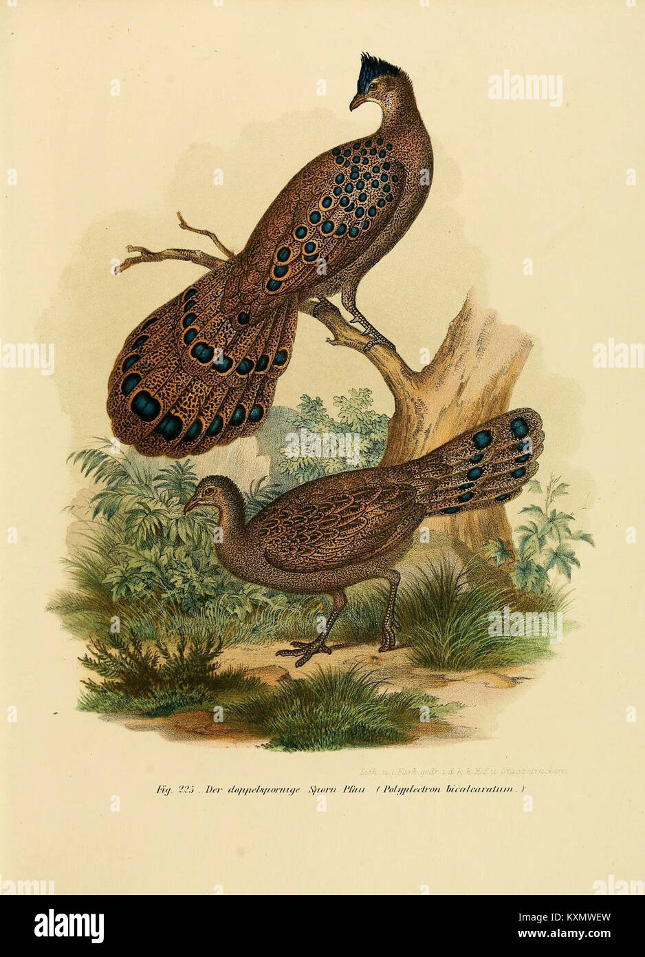 Understanding bird morphology hi-res stock photography and images - Alamy