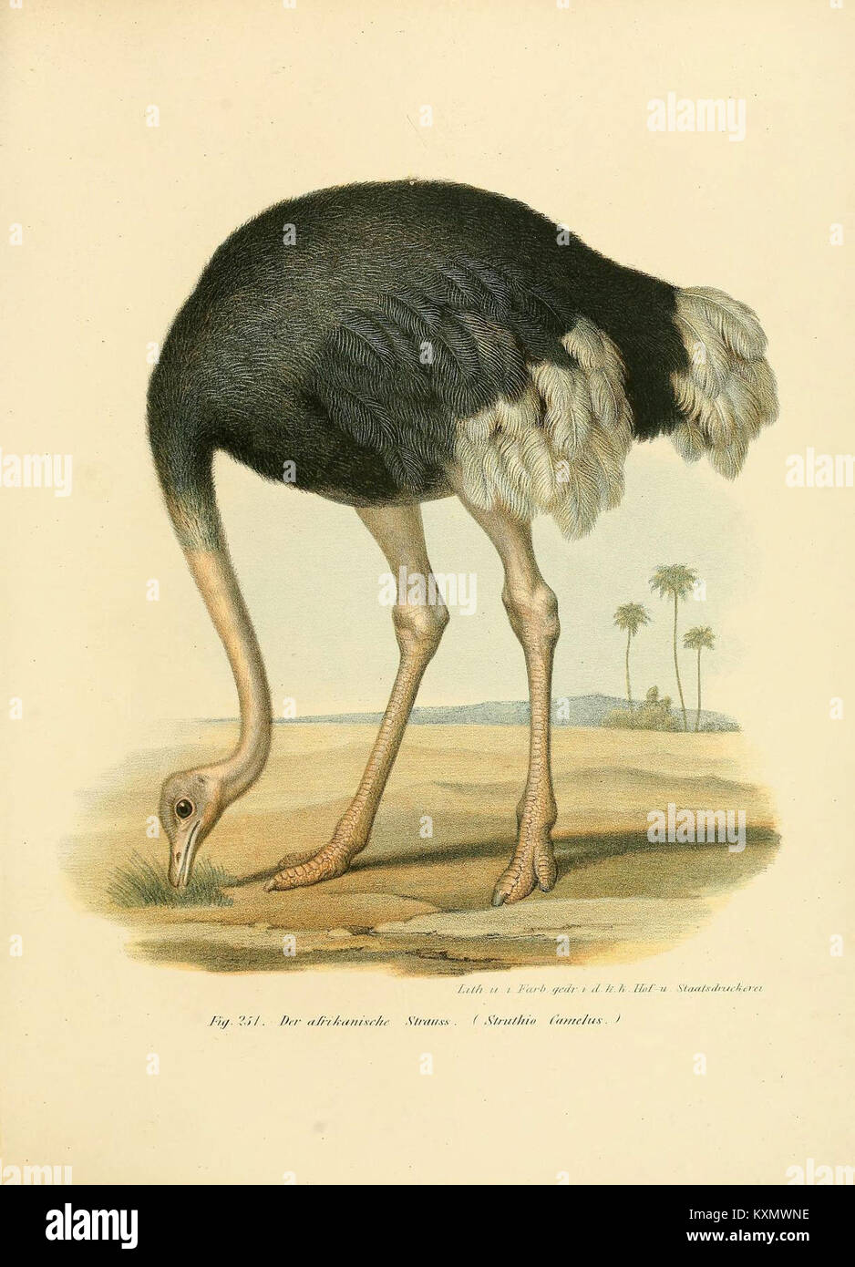 Illustratedatlas hi-res stock photography and images - Alamy