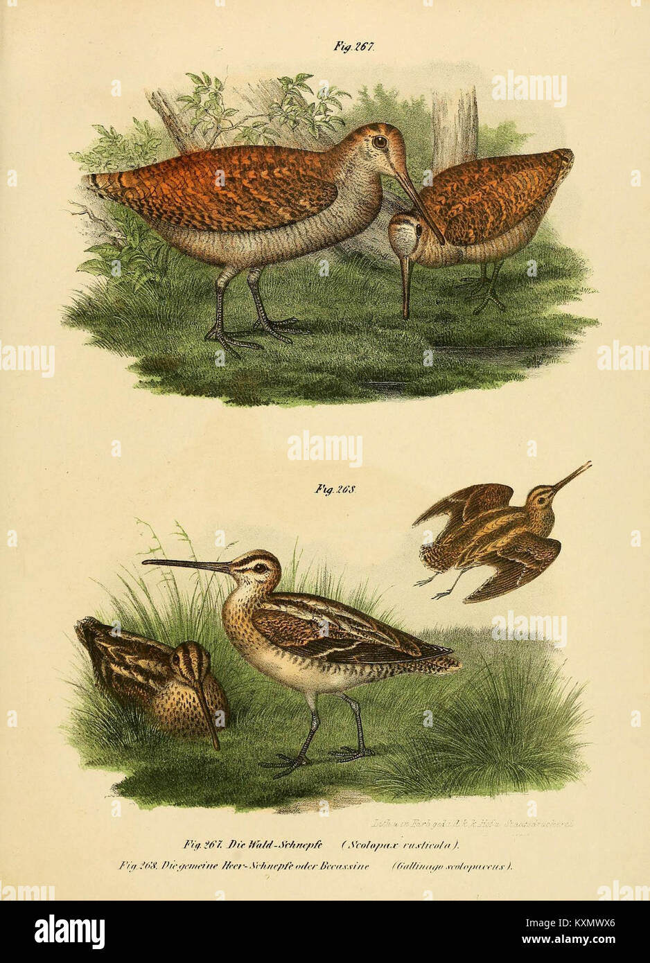 An illustrated atlas shows the main forms of birds, highlighting ...