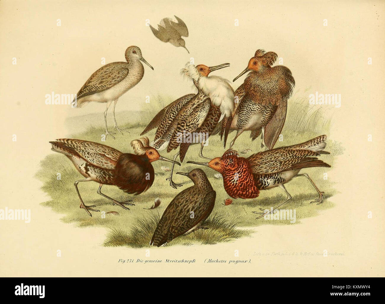 Illustrated visual atlas showing bird species, their forms, and ...