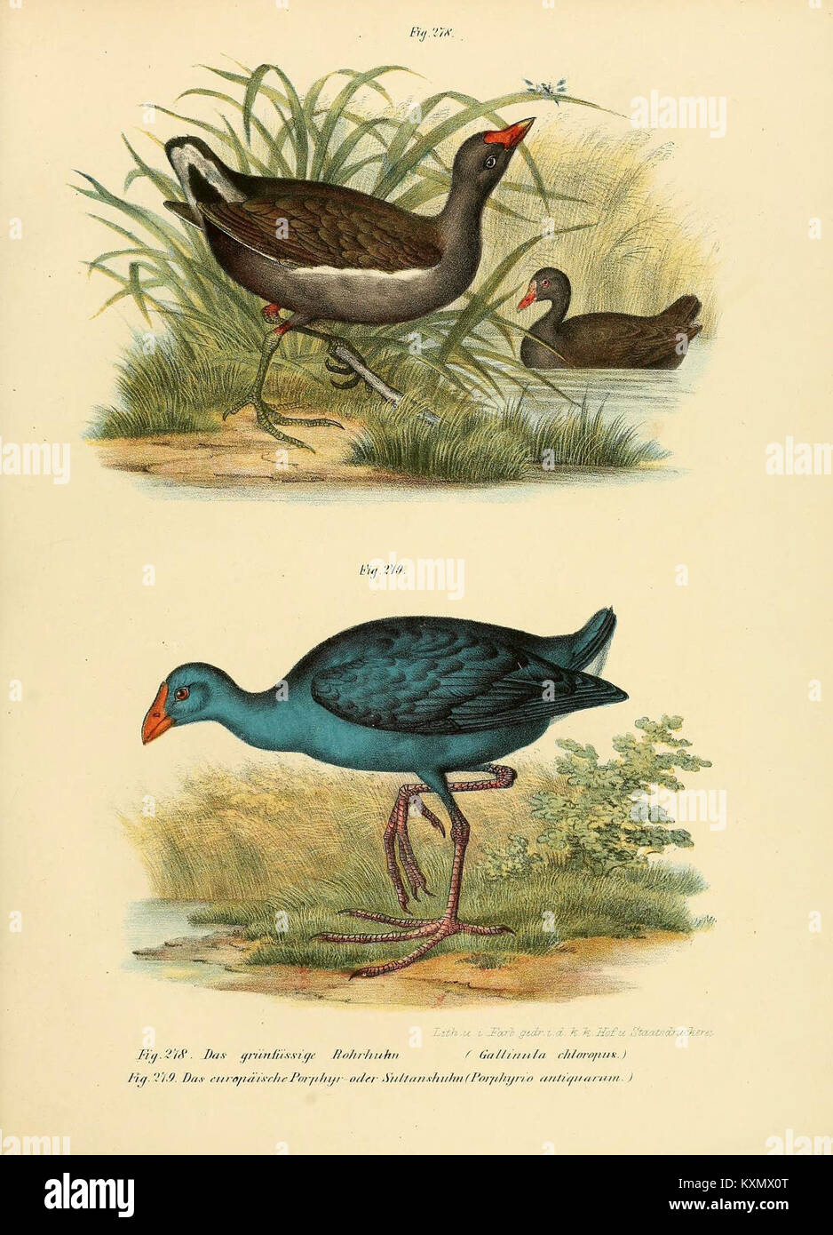 Various avian forms hi-res stock photography and images - Alamy