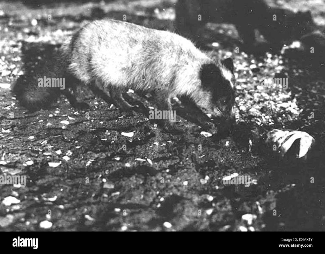 A 1912 photograph by John E. Thwaites showing a blue-phase fox on Cat ...