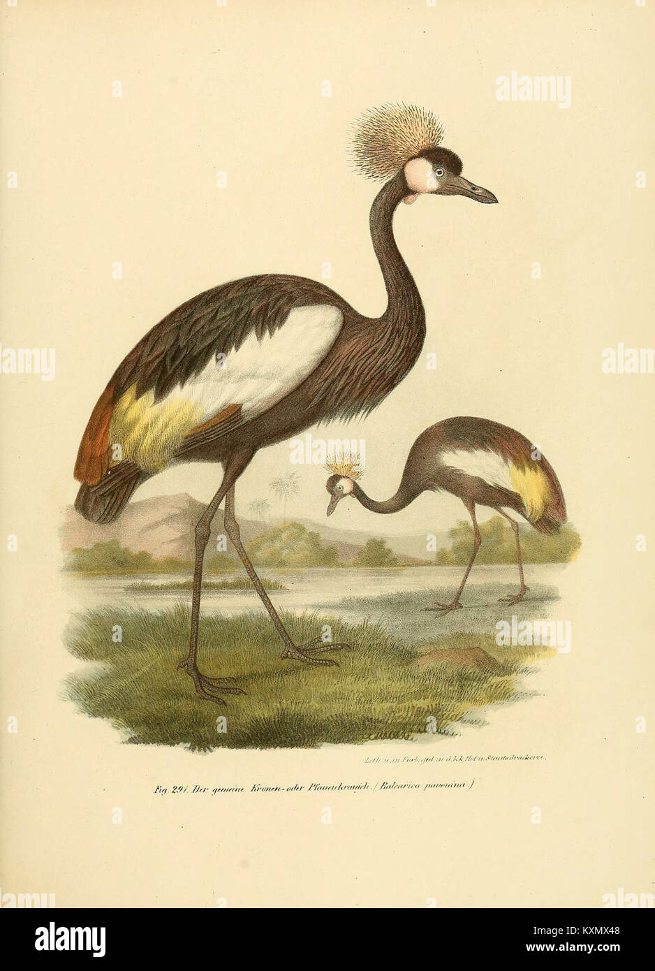 Illustration from the 'Bilder-Atlas' showing birds in all main forms ...