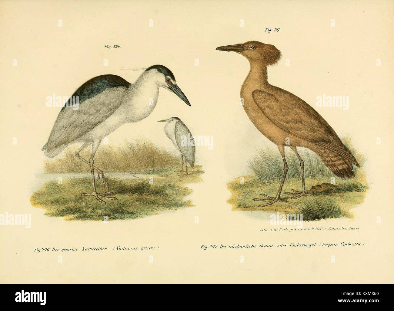 Illustrations from a scientific-popular bird atlas showing multiple ...