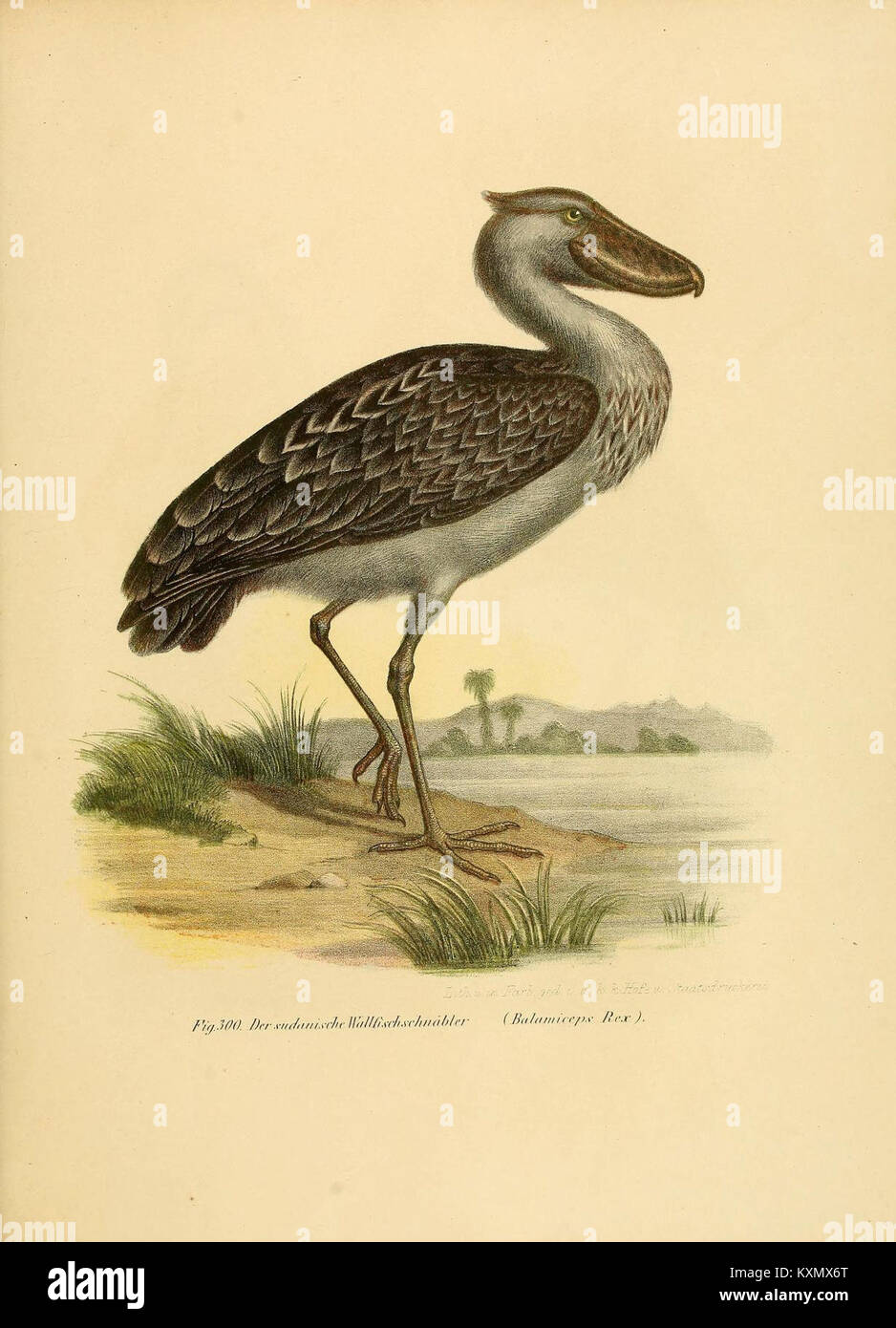 Illustrated atlas showing various bird species in their main forms ...