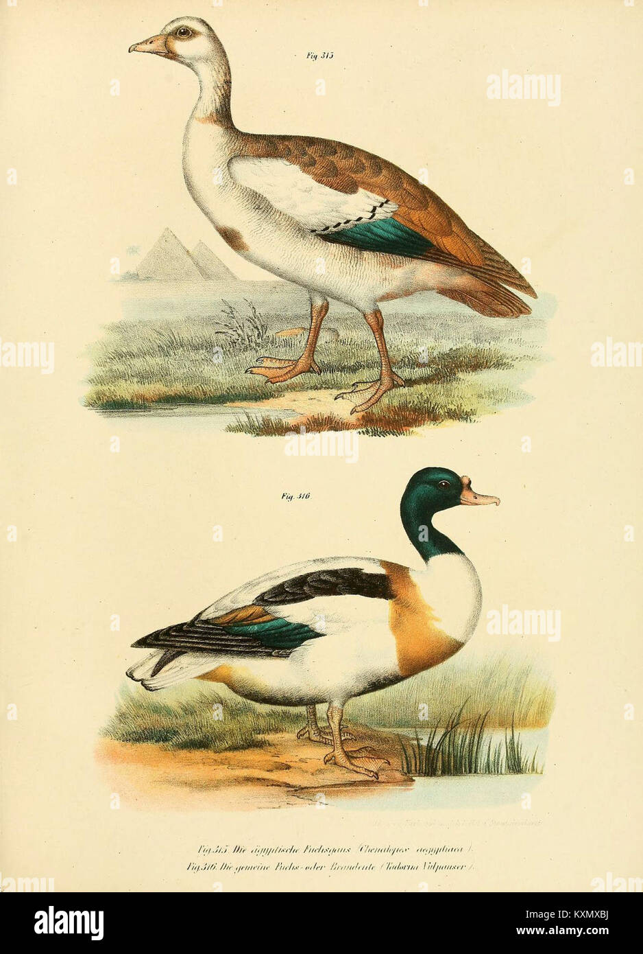 This image from the 'Bilder-atlas' illustrates the main forms of birds ...