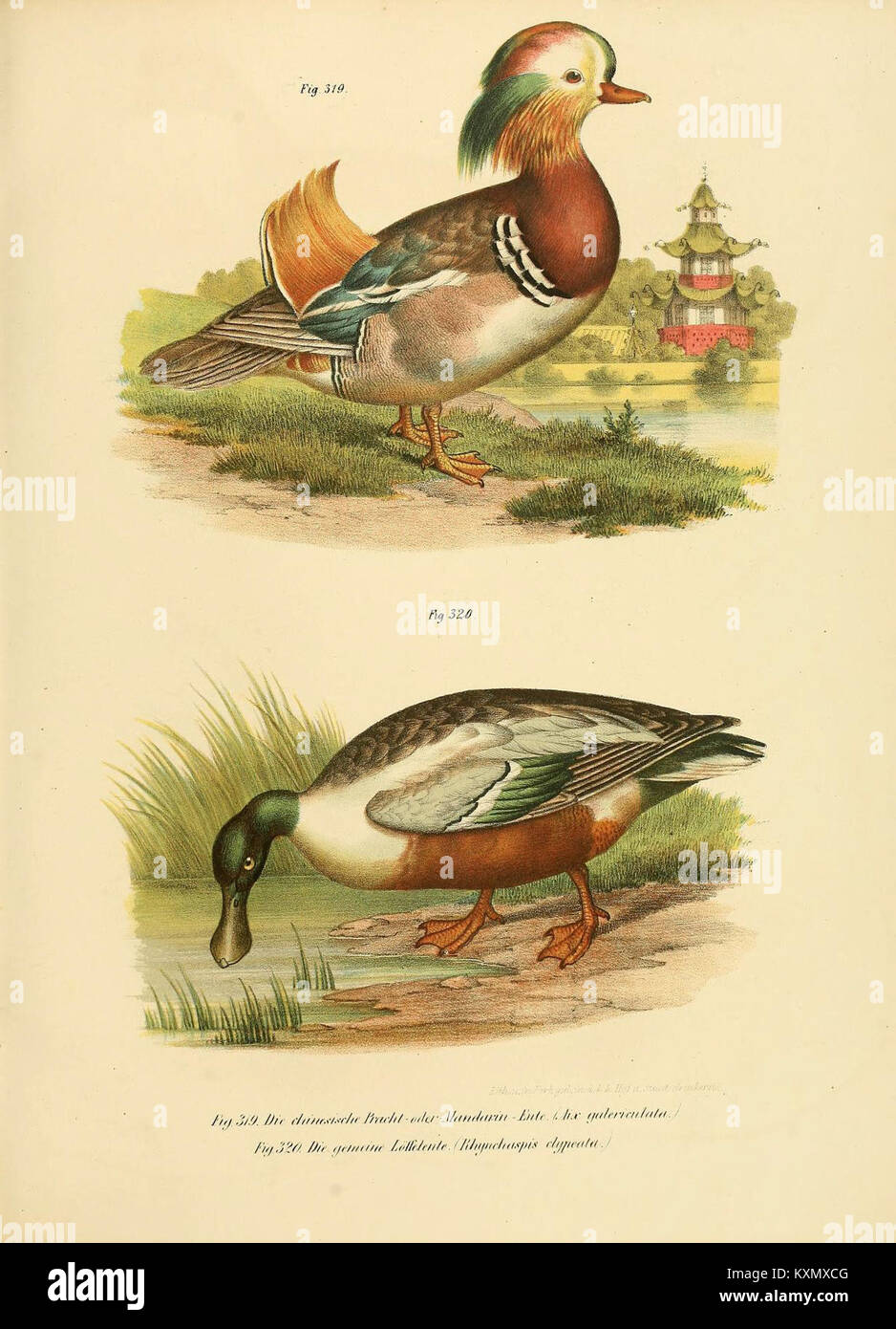 This figure from a scientific atlas illustrates birds in their major ...