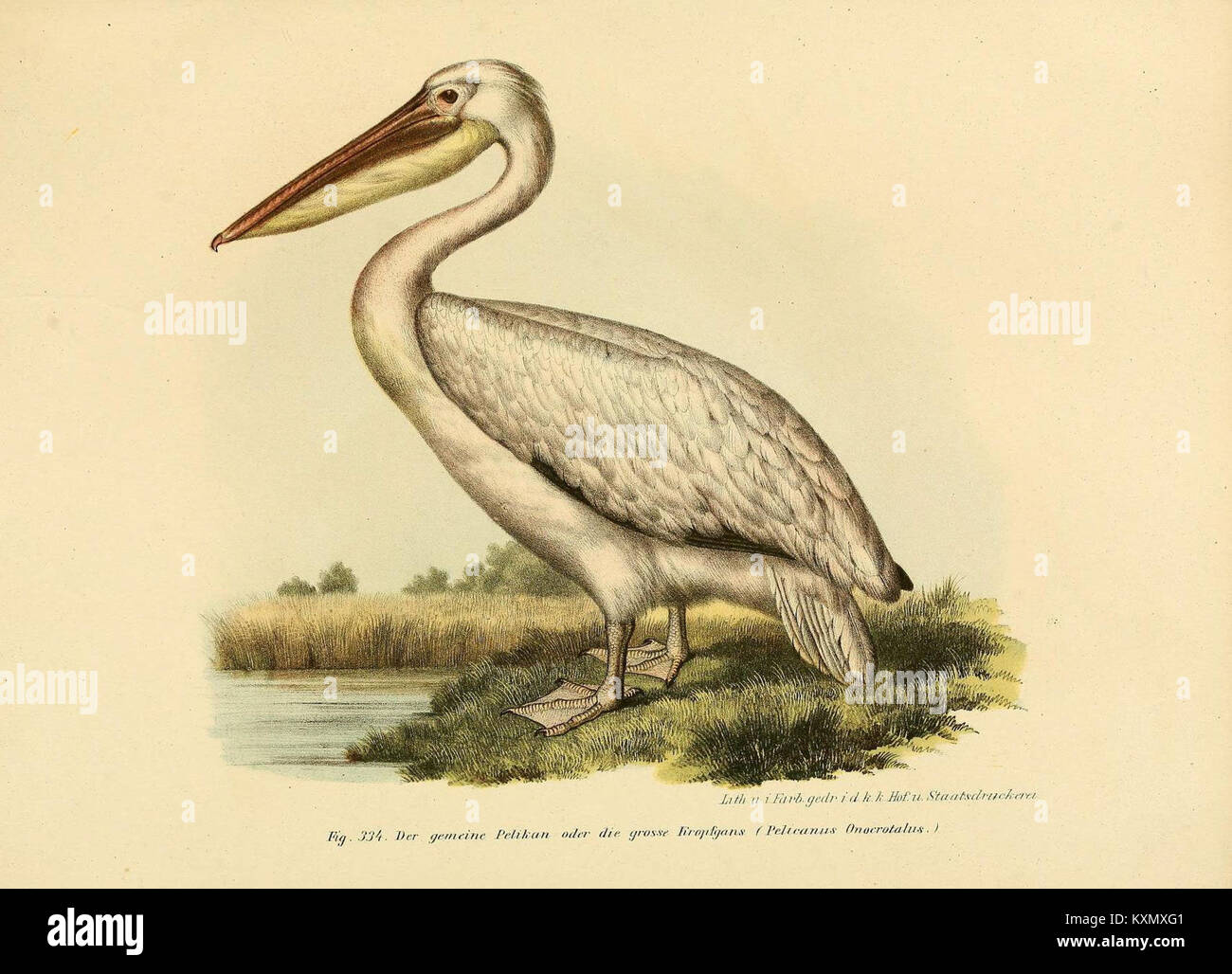 Diverse avian forms hi-res stock photography and images - Alamy