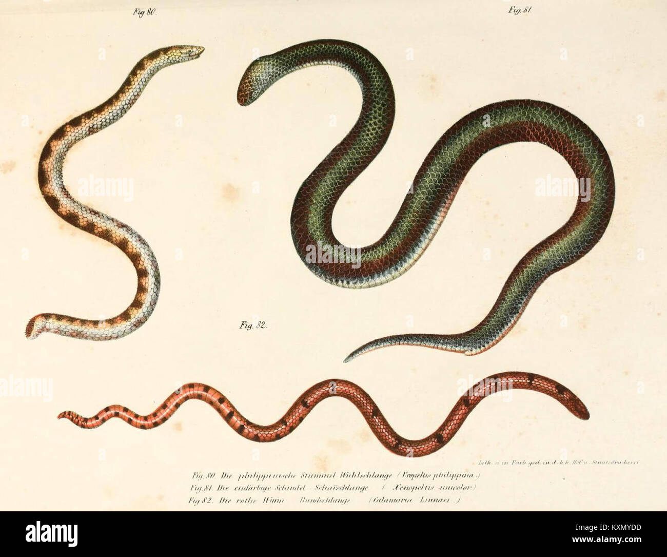 A scientific atlas titled 'Bilder-Atlas zur wissenschaftlich-populären ...