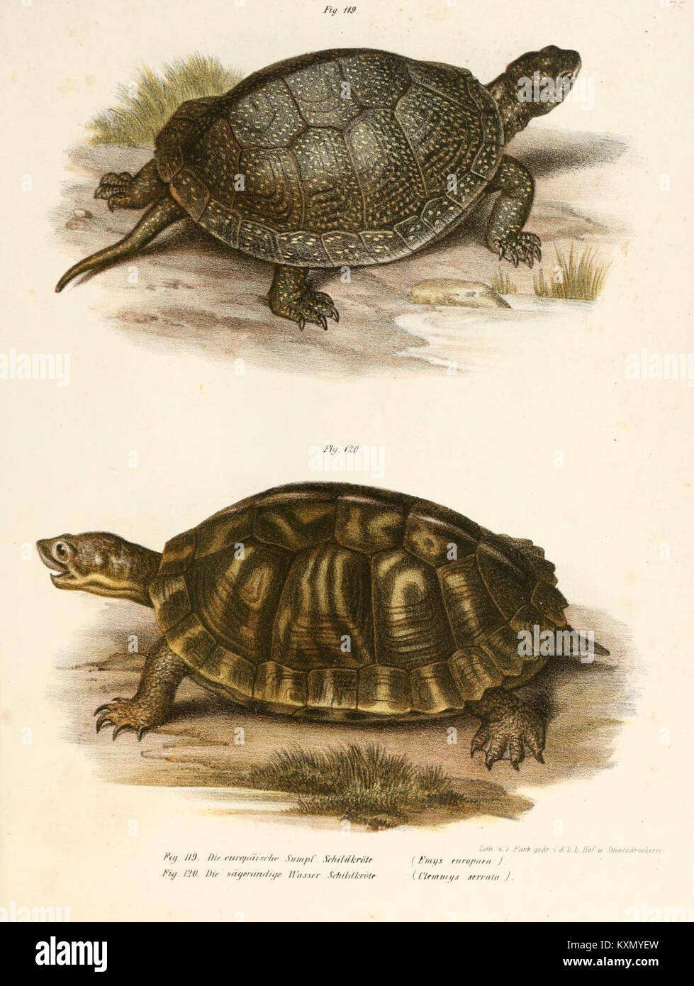Illustrated atlas presenting the natural history of vertebrates ...