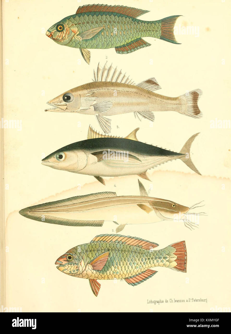 This is a volume from an atlas on venomous fish, detailing various ...