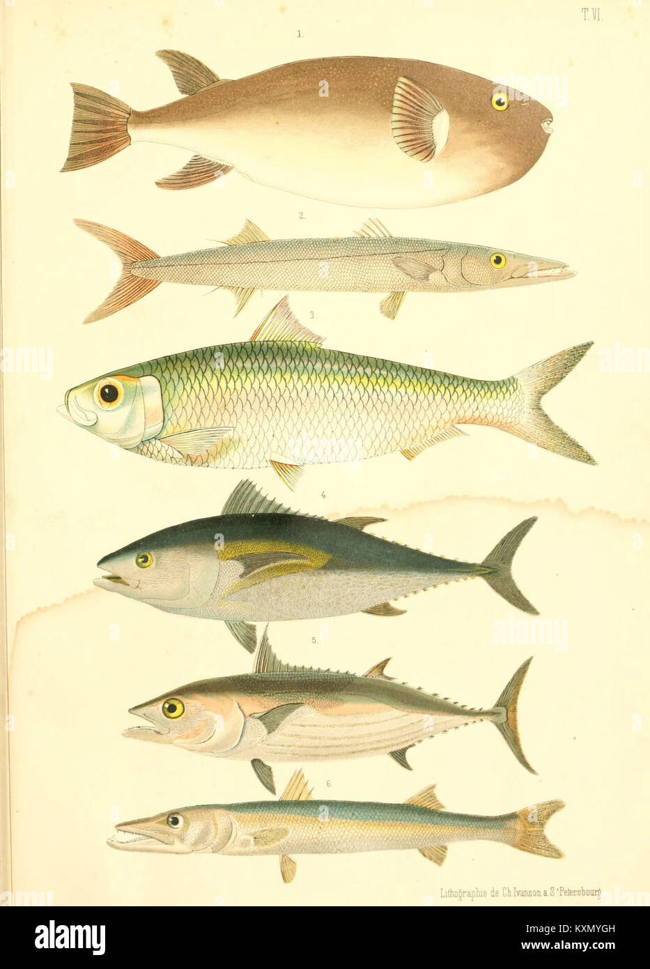 Venenueux hi-res stock photography and images - Alamy