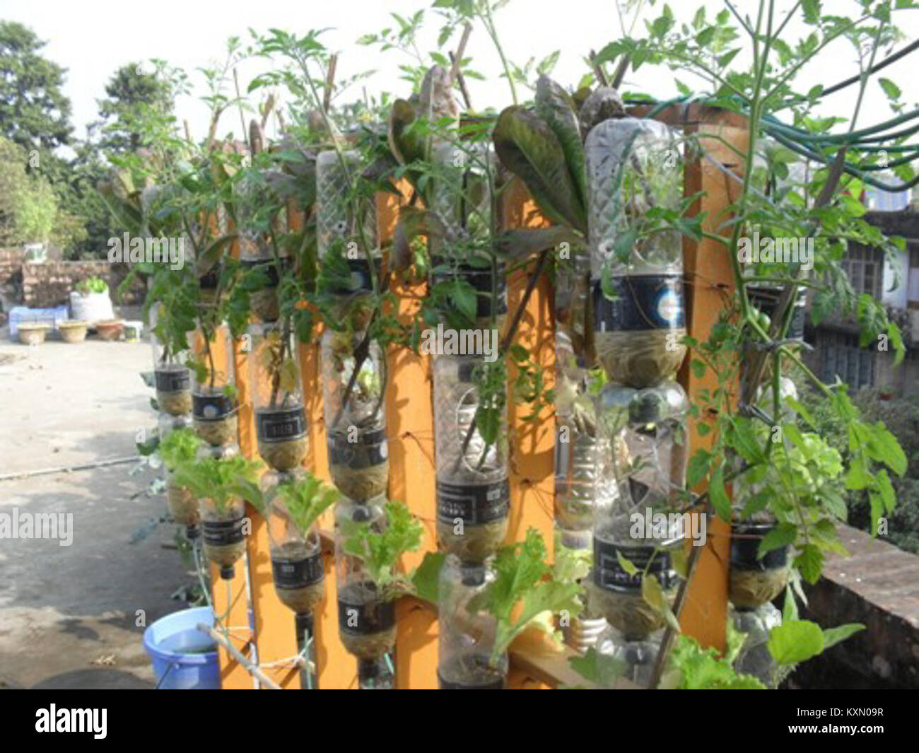 A backyard aquaponics setup combining fish farming and hydroponic plant ...