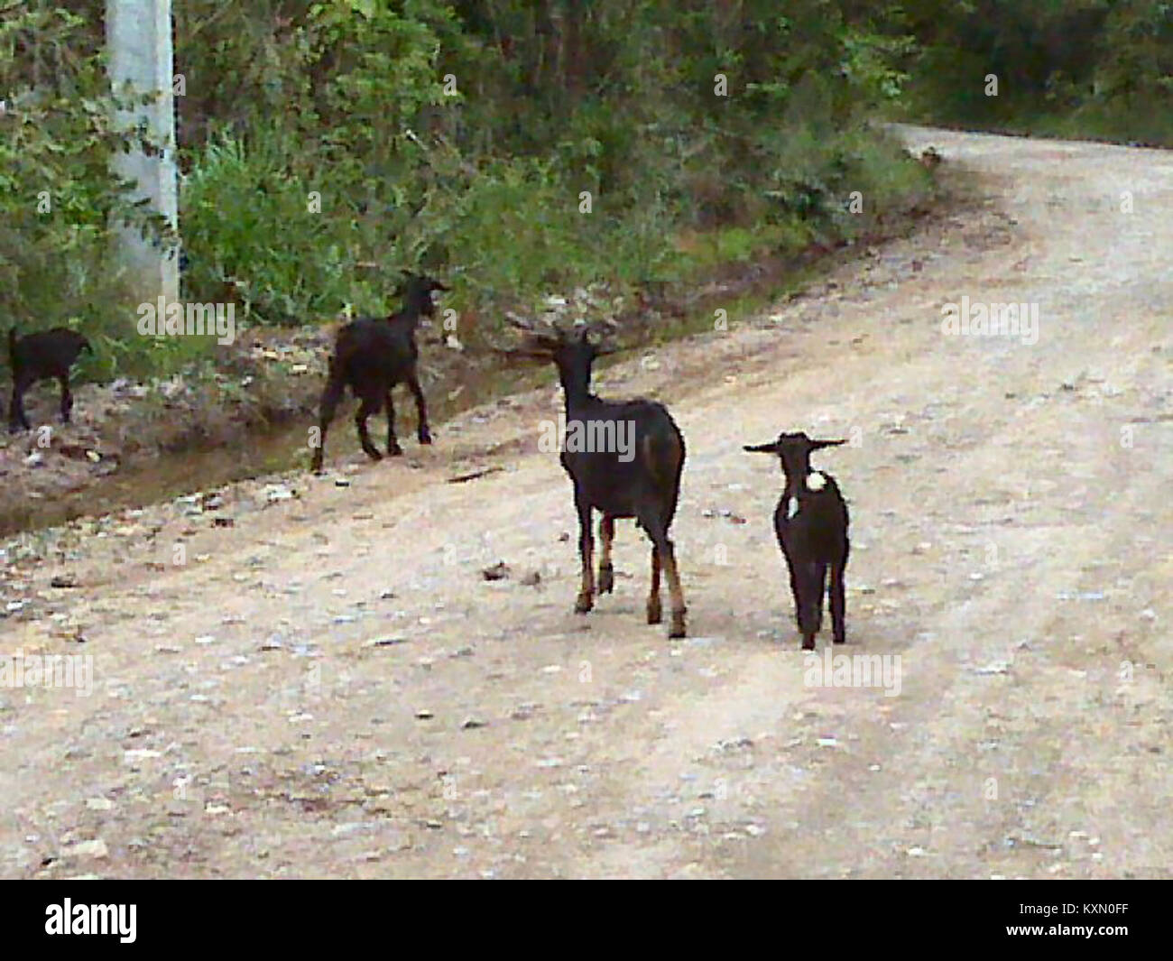 Bayaguana hi-res stock photography and images - Alamy