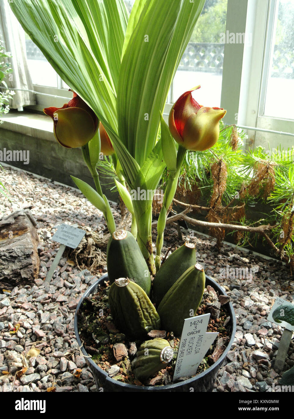 Anguloa ruckeri hi-res stock photography and images - Alamy