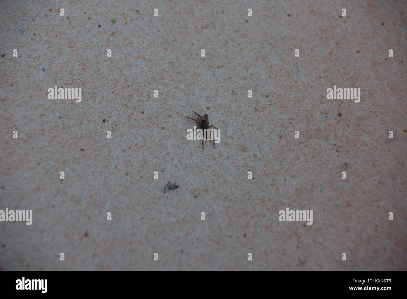 Araignée High Resolution Stock Photography and Images - Alamy