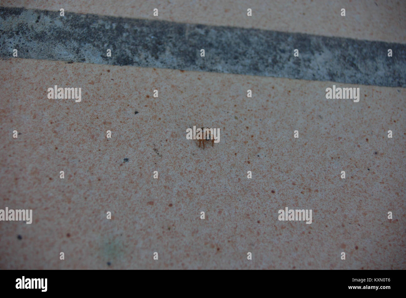 Araignée High Resolution Stock Photography and Images - Alamy