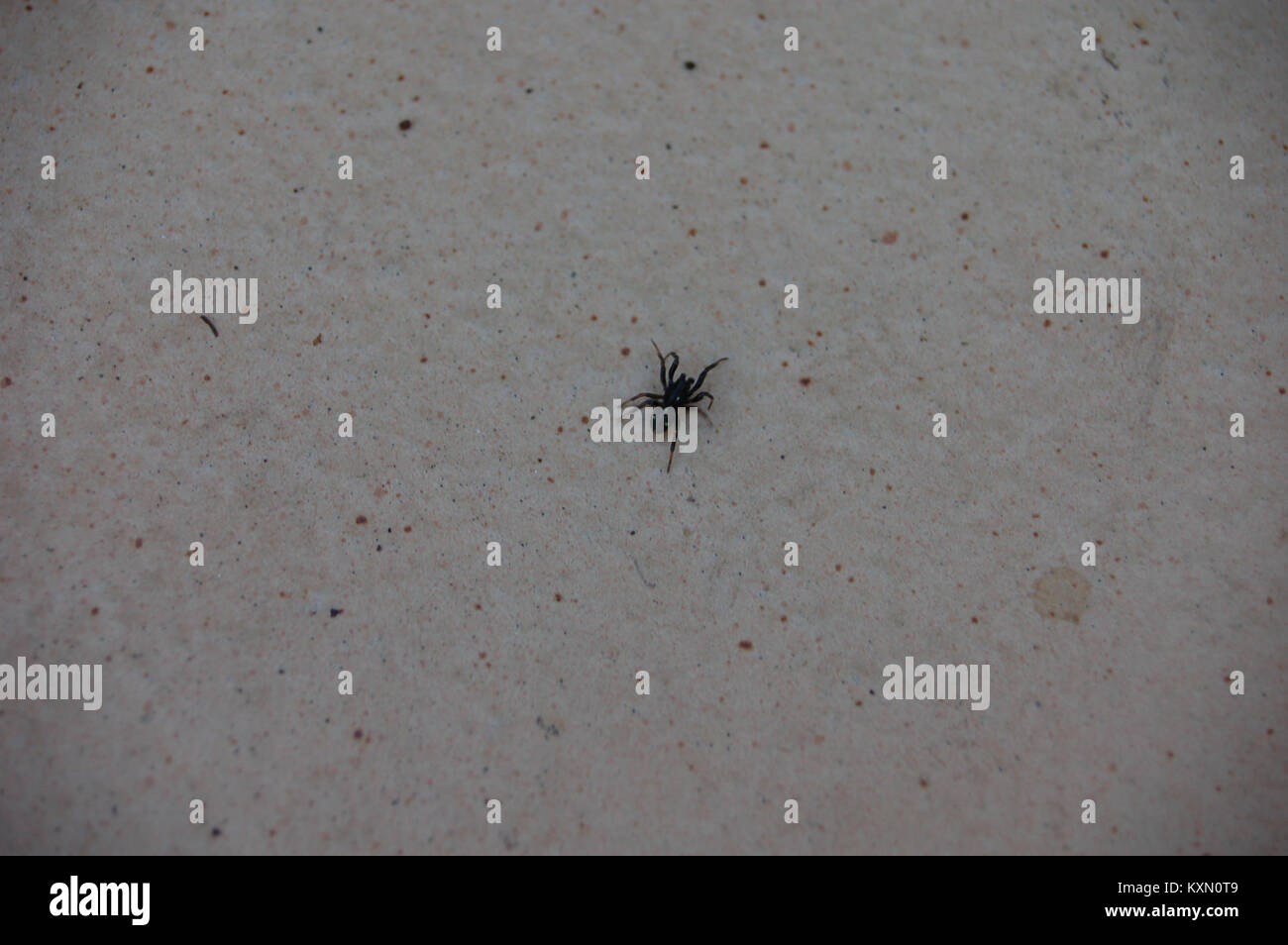 Araignée High Resolution Stock Photography and Images - Alamy